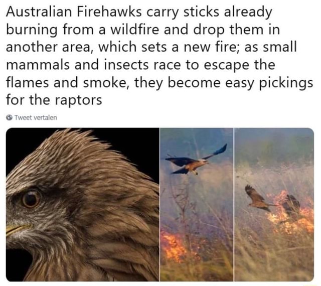 Australian Firehawks carry sticks already burning from a wildfire and ...