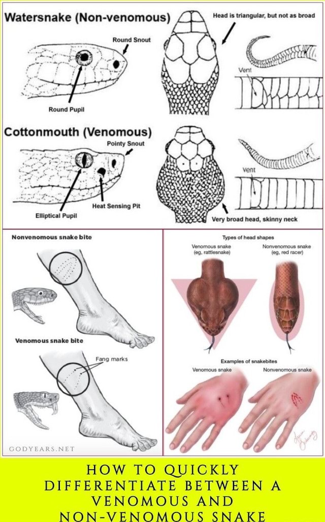 (Nen-venomeus) Round Pupit Cottonmouth (Venomous) Heat Sensing Pit ...