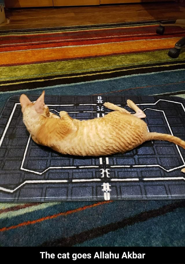 The cat goes Allahu Akbar - The cat goes Allahu Akbar - iFunny