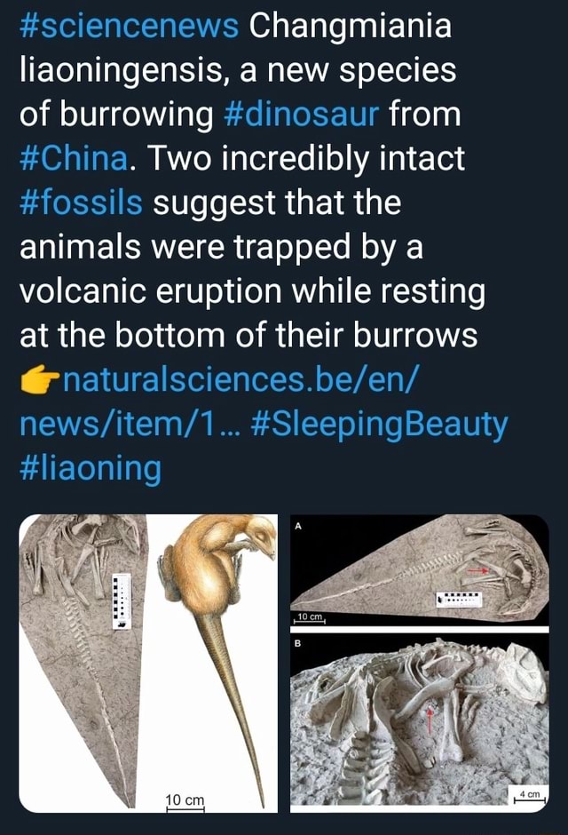 #sciencenews Changmiania liaoningensis, a new species of burrowing # ...