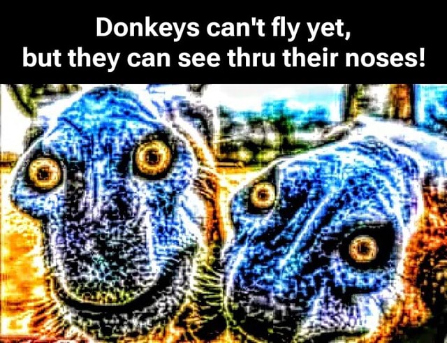 Donkeys can't fly yet, but they can see thru their noses! - iFunny