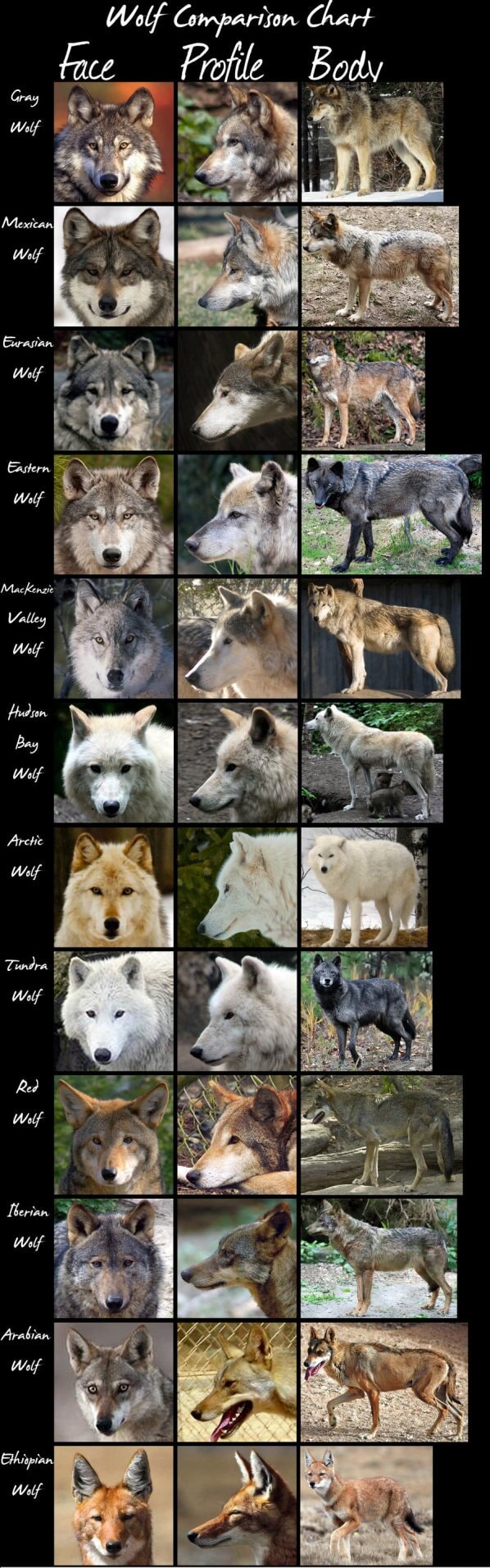 Wolf Comparison Chart tace Frotile Body oo of { oy. vent WHE at wat ...