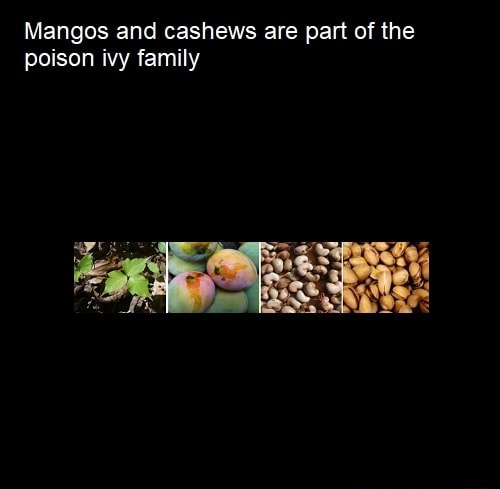 Mangos and cashews are part of the poison ivy family - iFunny