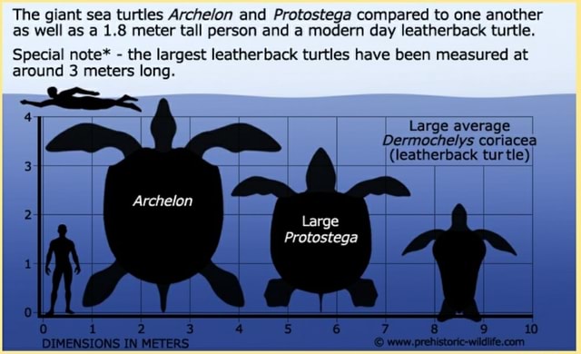 The giant sea turtles Arche/on and Protostega compared to one another ...