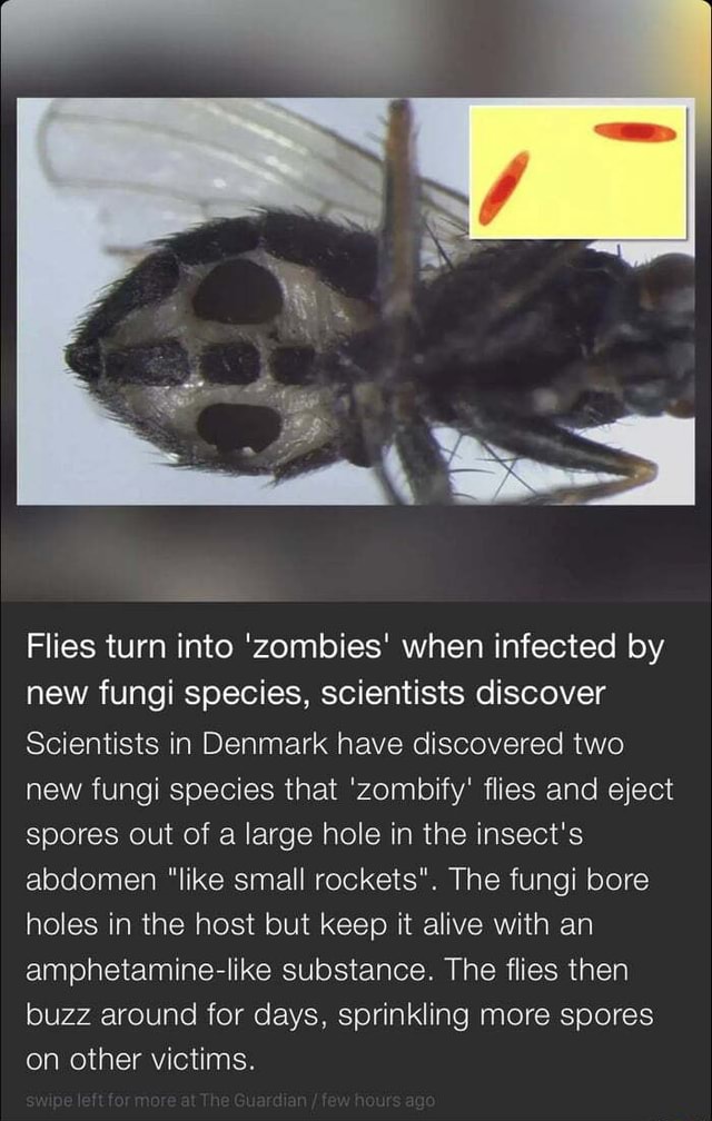 Flies turn into 'zombies' when infected by new fungi species ...