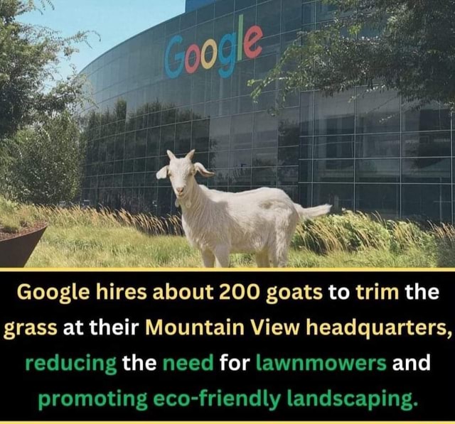 Google hires about 200 goats to trim the grass at their Mountain View ...