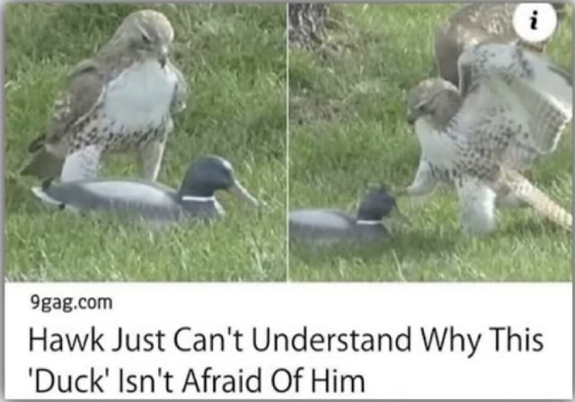 Hawk Just Can't Understand Why This 9gag.com 'Duck' Isn't Afraid Of Him ...