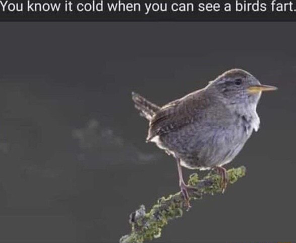 You know it cola when you can see a birds fart. - iFunny