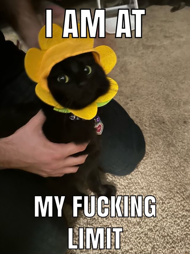 I AM AT MY FUCKING LIMIT - iFunny