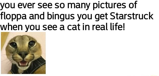 You ever see so many pictures of floppa and bingus you get Starstruck ...