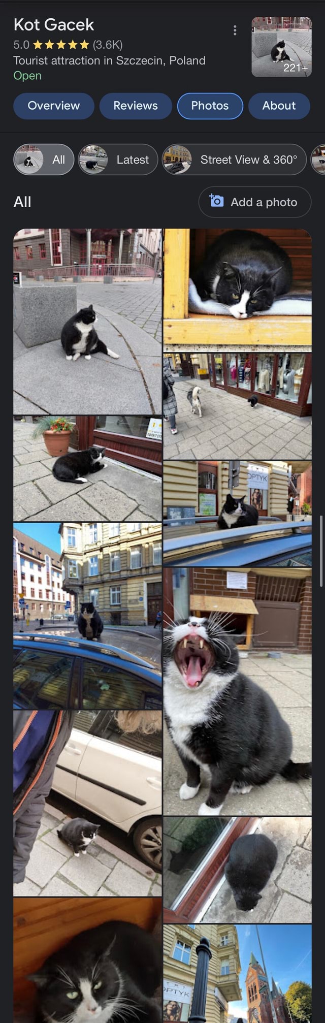 Kot Gacek 5.0 (3.6K) Tourist attraction in Szczecin, Poland Open All ...