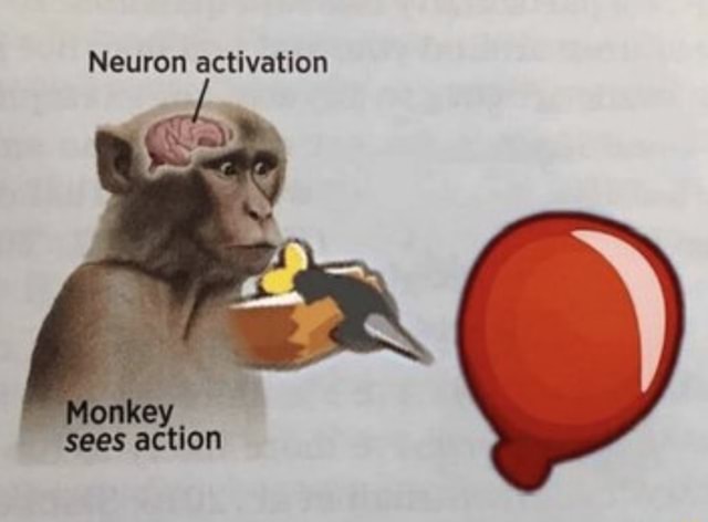 Neuron activation Monkey - )