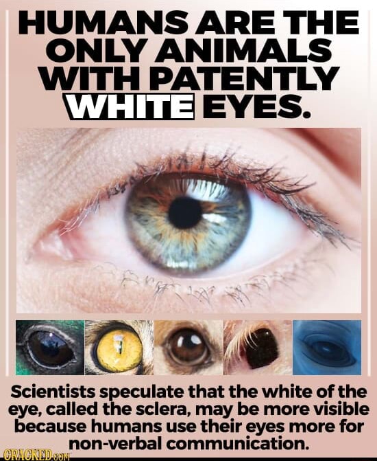 HUMANS ARE THE ONLY ANIMALS WITH PATENTLY WHITE! EYES. iC) & Scientists ...