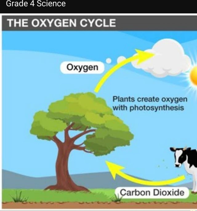 Grade 4 Science THE OXYGEN CYCLE Oxygen Plants create oxygen with ...