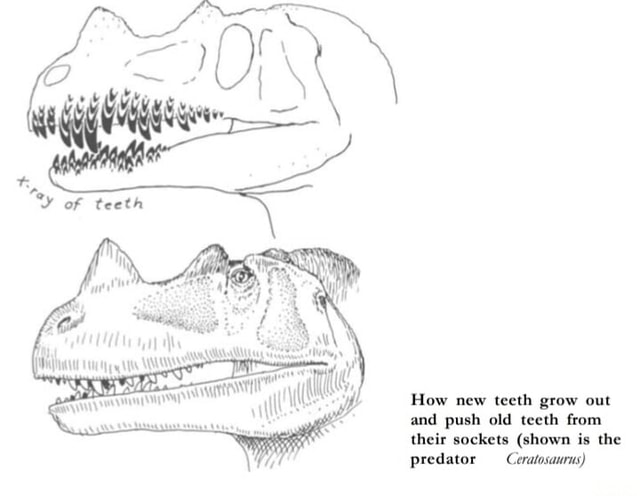 How new teeth grow out and push old teeth from their sockets (shown is ...
