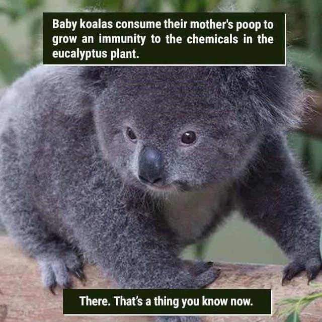 Baby koalas consume their mother's poop to grow an immunity to the ...