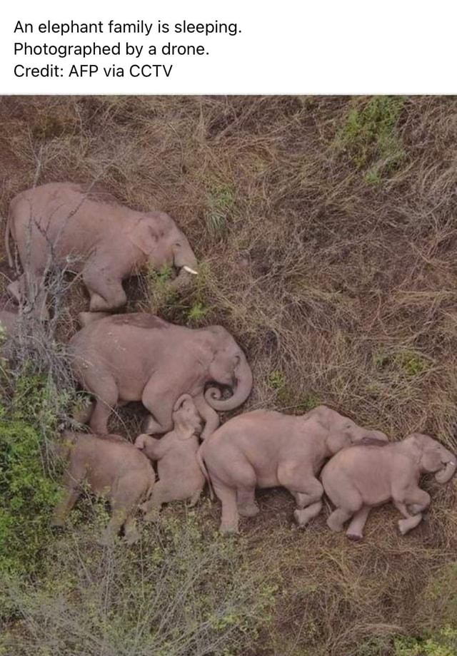 An elephant family is sleeping. Photographed by a drone. Credit: AFP ...