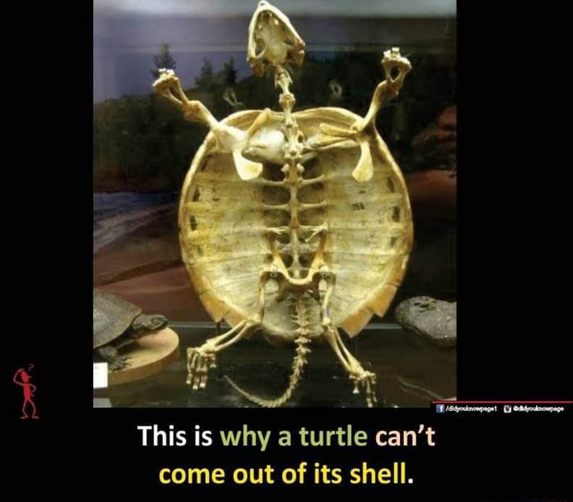 This is why a turtle can't come out of its shell. ell - iFunny
