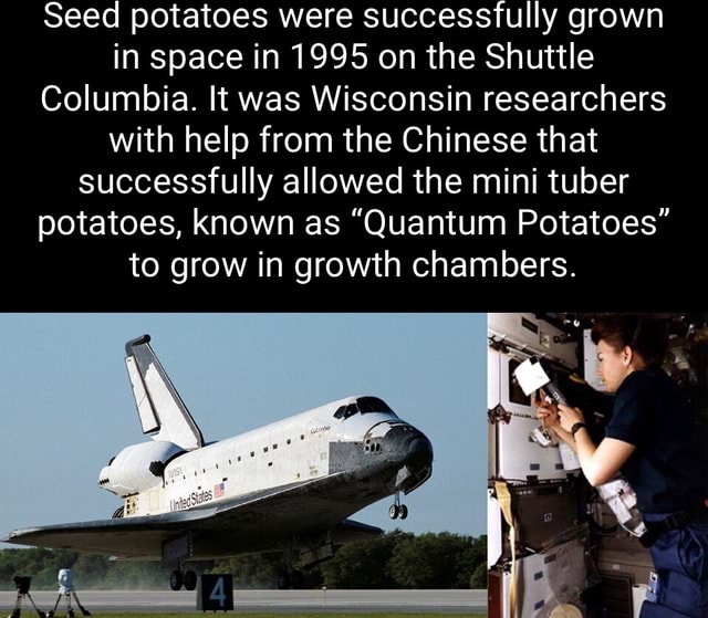 Seed potatoes were successfully grown in space in 1995 on the Shuttle ...