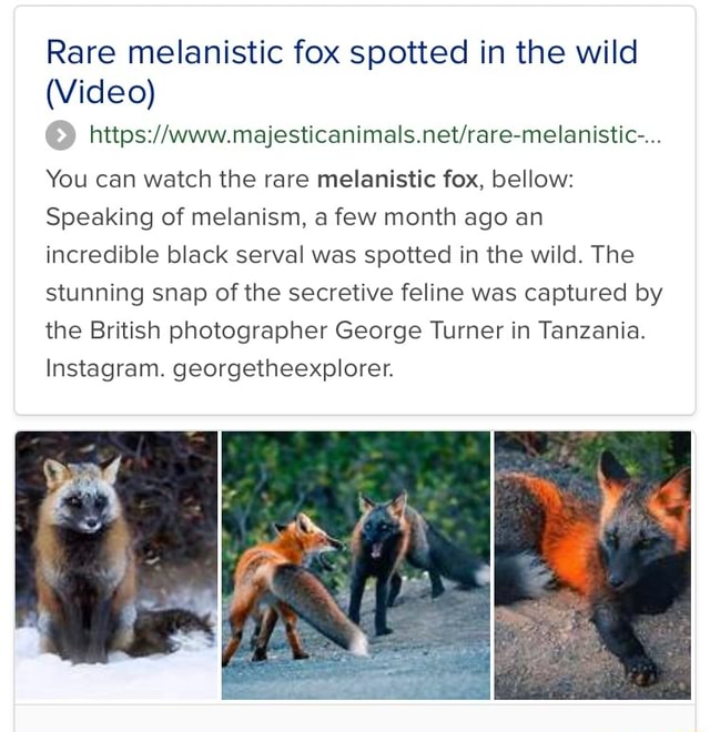 Rare melanistic fox spotted in the wild (Video) You can watch the rare ...