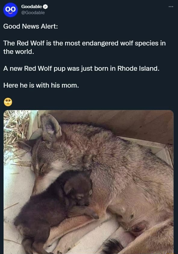 Good News Alert: The Red Wolf is the most endangered wolf species in ...