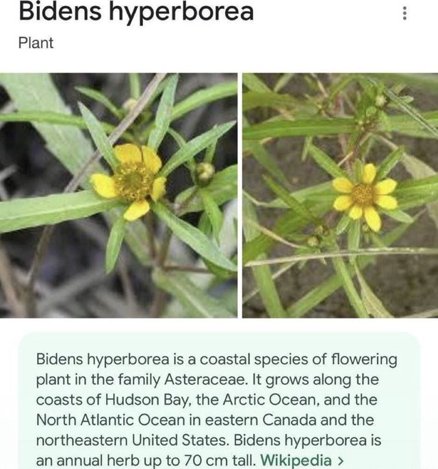 Bidens hyperborea Plant I Bidens hyperborea is a coastal species of ...
