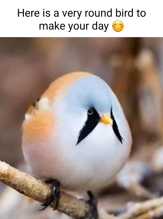 Here is a very round bird to make your day - iFunny