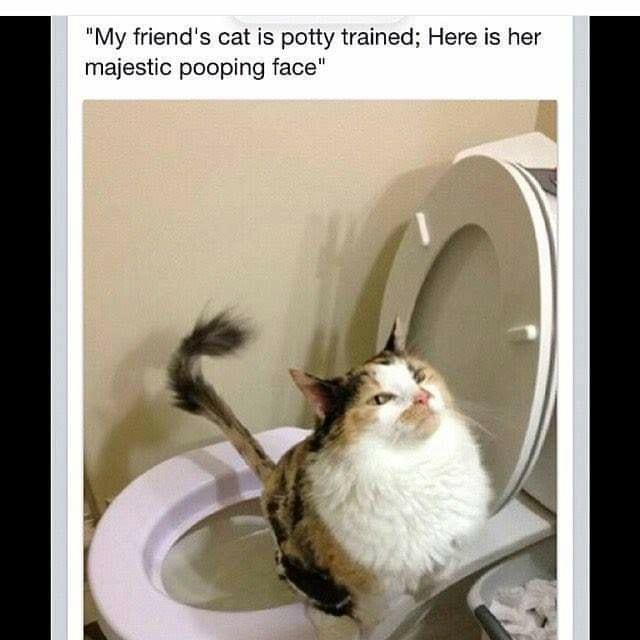 "My friend's cat is potty trained; Here is her majestic pooping face ...