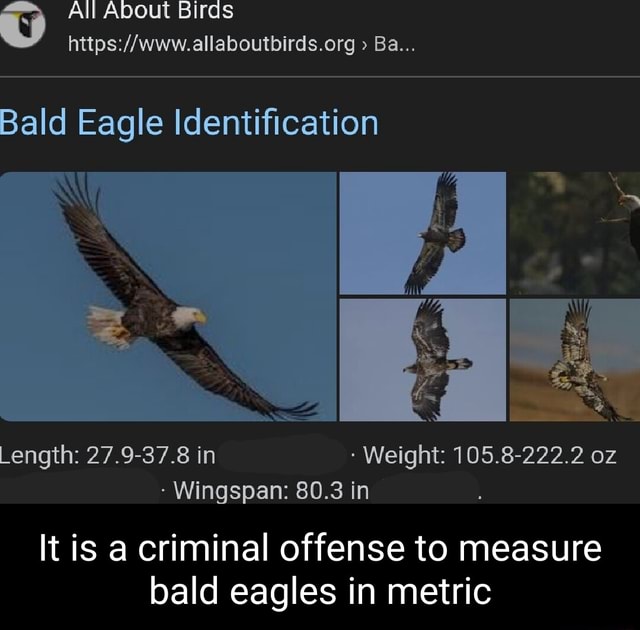 All About Birds > Ba... Bald Eagle Identification Length: 27.9-37.8 in ...