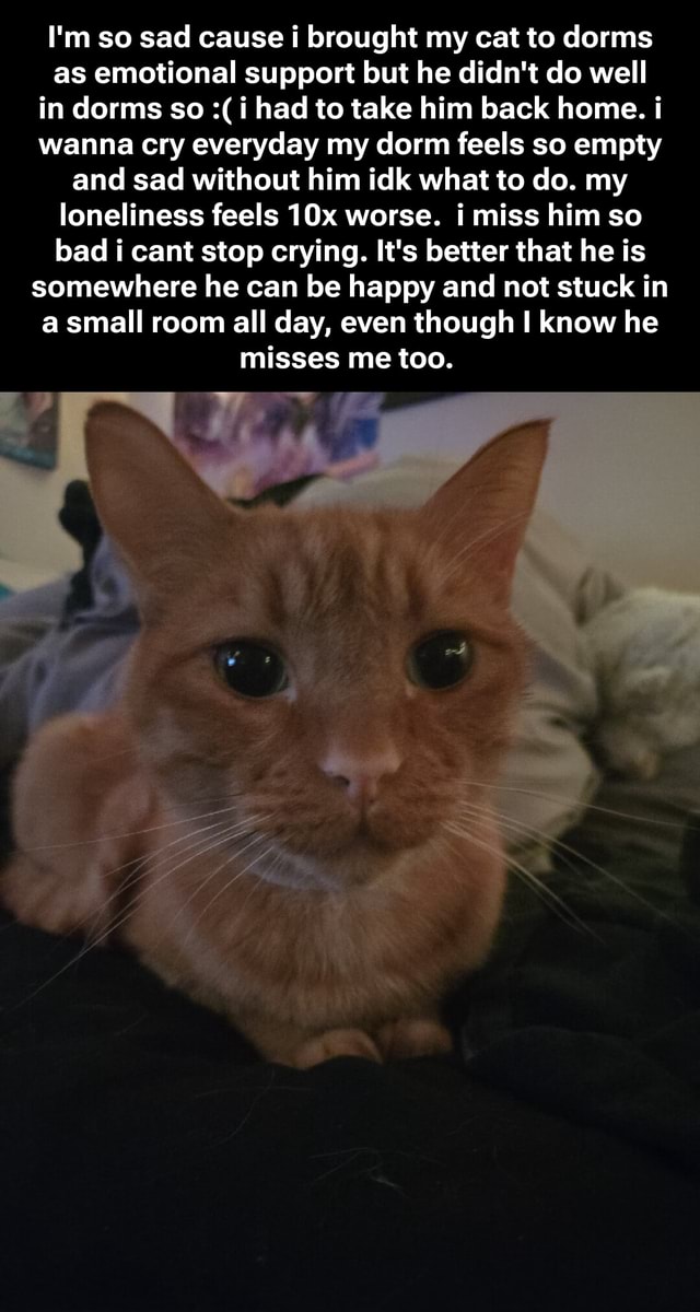 I'm so sad cause i brought my cat to dorms as emotional support but he ...