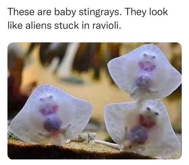 These are baby stingrays. They look like aliens stuck in ravioli ...
