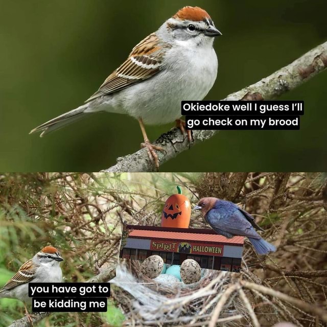 🪺 Meme by @boblpitts - Okiedoke well I guess I'll go check on my brood ...