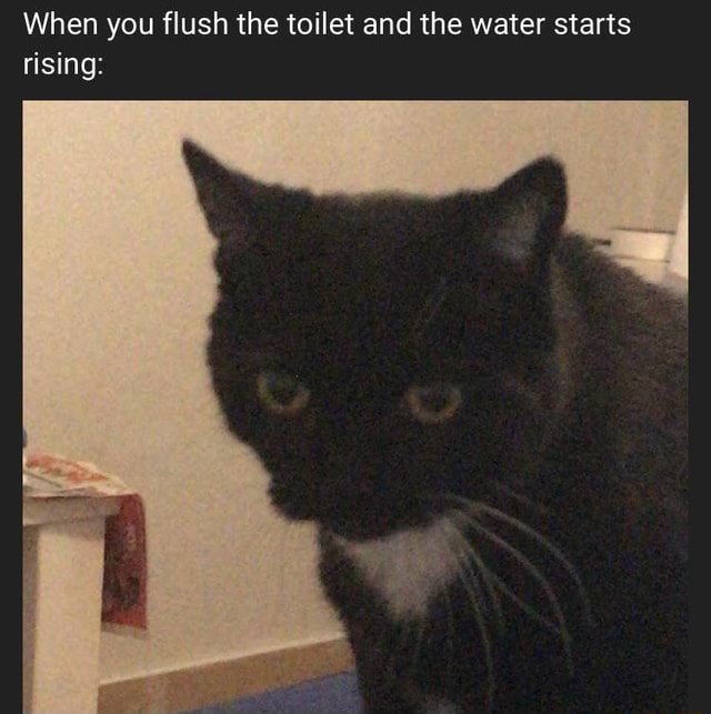 When you flush the toilet and the water starts rising: - iFunny