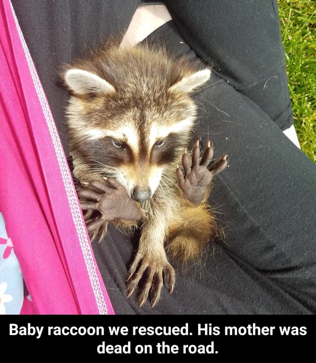 Baby raccoon we rescued. His mother was dead on the road. - Baby ...