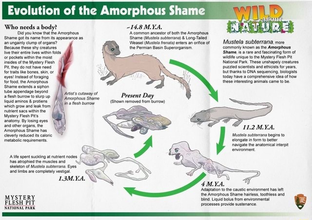 Evolution of the Amorphous Shame Who needs a body? ~14.8 M.Y.A. Did you ...