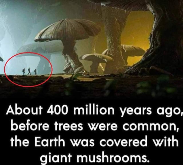 About 400 million years ago, before trees were common, the Earth was ...