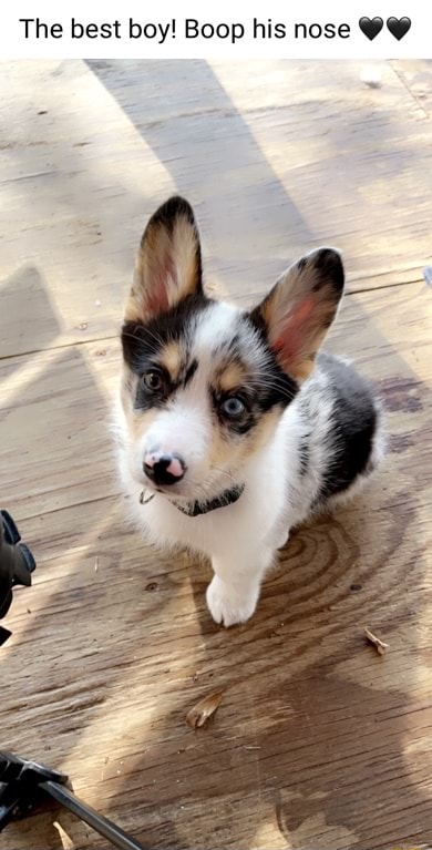 The best boy! Boop his nose - iFunny