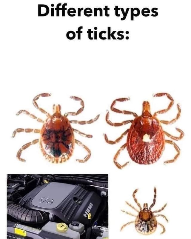Different types of ticks: - America’s best pics and videos