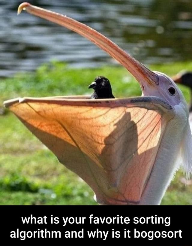 What is your favorite sorting algorithm and why is it bogosort - iFunny