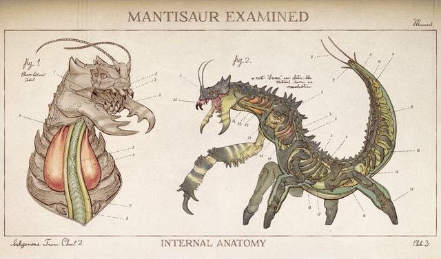 MANTISAUR EXAMINED INTERNAL ANATOMY m3 - iFunny