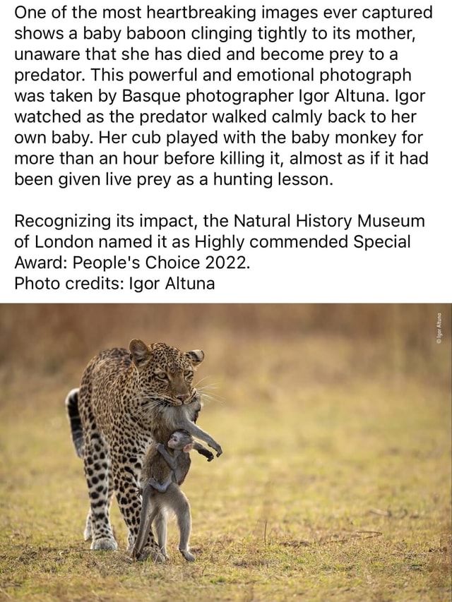 One of the most heartbreaking images ever captured shows a baby baboon ...