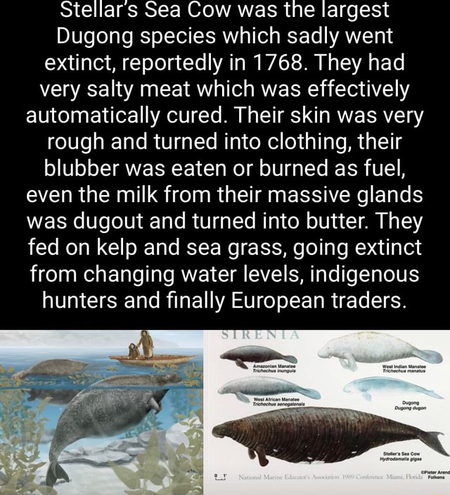 Stellars Sea Cow was the largest Dugong species which sadly went ...