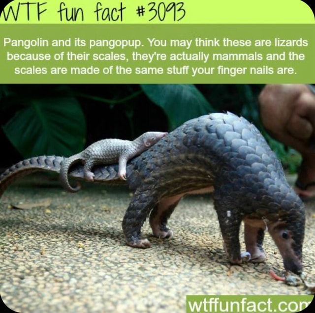 Fun fact Pangolin and its pangopup. You may think these are lizards ...