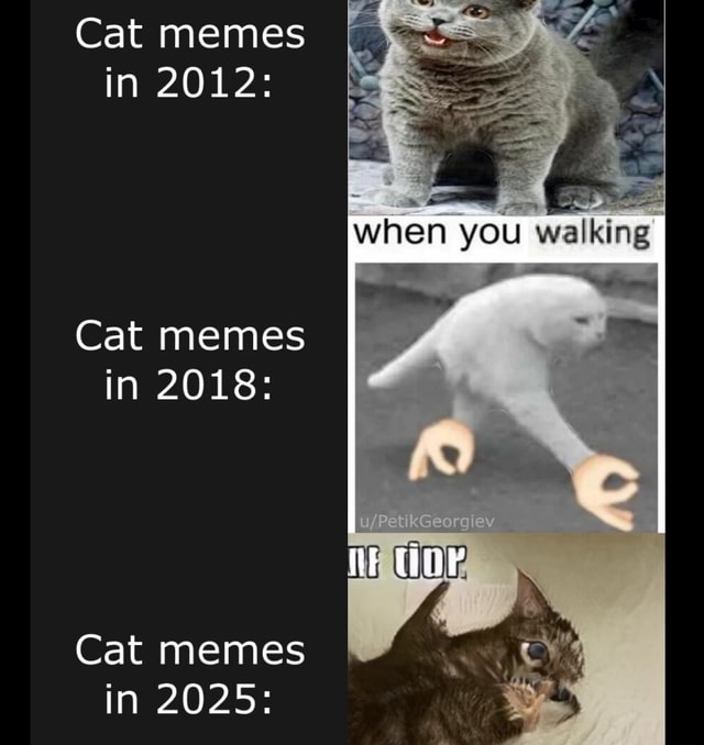 Cat memes in 2012: when you walking Cat memes in 2018: Cat memes in ...