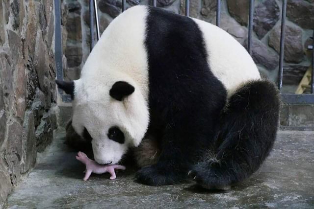 The Difference In Size Of A Panda And It s Cub America s Best Pics the-difference-in-size-of-a-panda-and-it-s-cub-america-s-best-pics