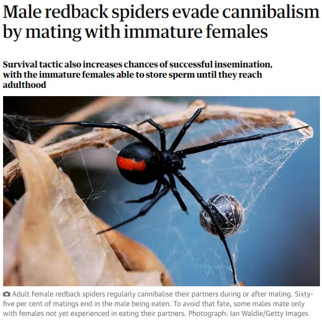 Male redback spiders evade cannibalism by mating with immature females ...