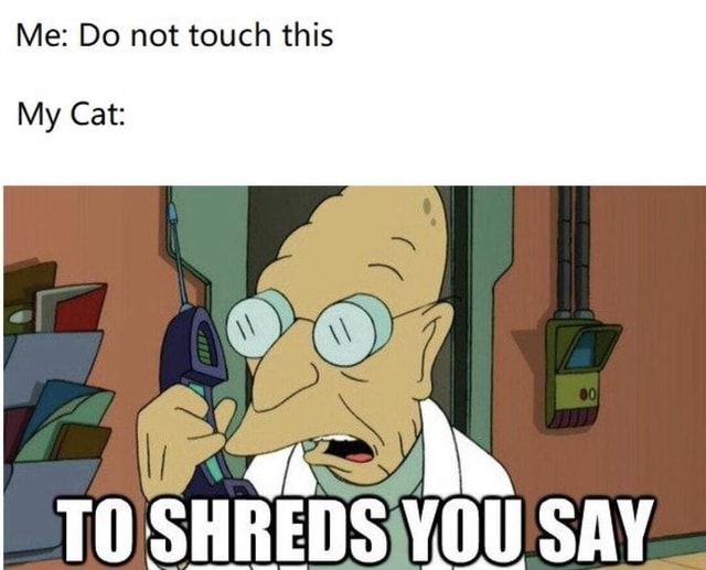 Cat memes, Comics, and Cuties (Part 9) - Me: Do not touch this My Cat ...