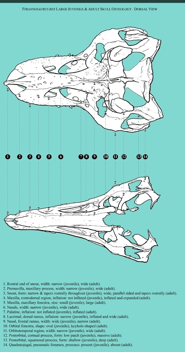 000000 0000006 040 1. Rostral end of snout, width: narrow (juvenile ...