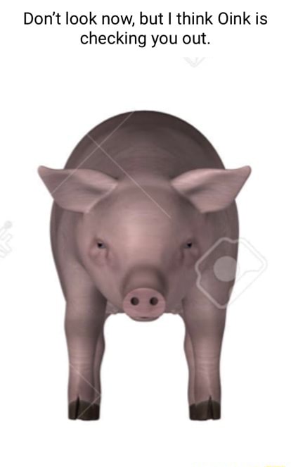 Don't look now, but I think Oink is checking you out. - iFunny