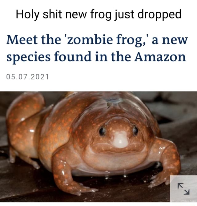 Holy shit new frog just dropped Meet the 'zombie frog,' a new species ...